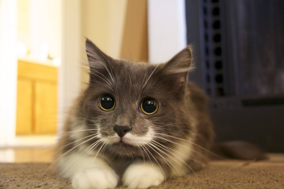 Conoce a un gato genial y único: Hamilton The Cat